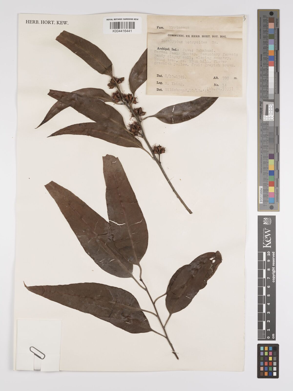 Eucalyptus botryoides Sm. | Plants of the World Online | Kew Science