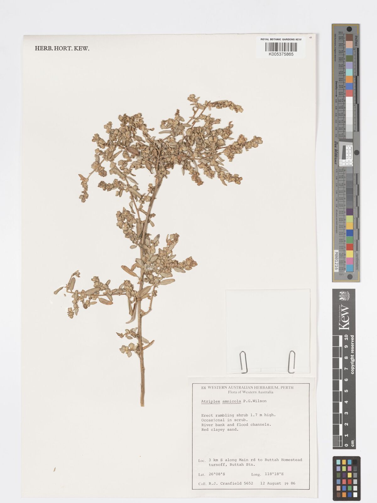 Atriplex amnicola Paul G.Wilson | Plants of the World Online | Kew Science