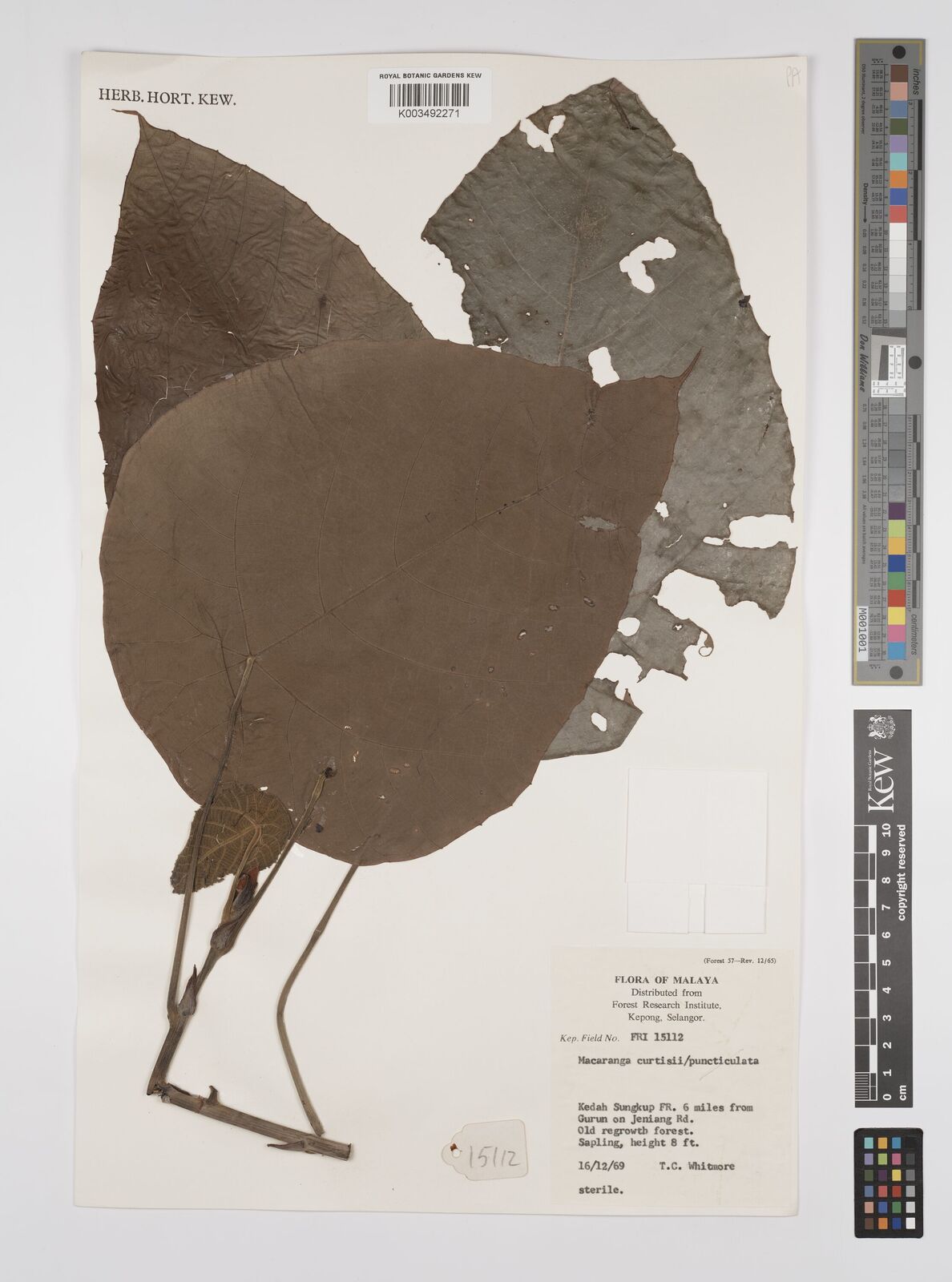 Macaranga pachyphylla Müll.Arg. | Plants of the World Online | Kew Science