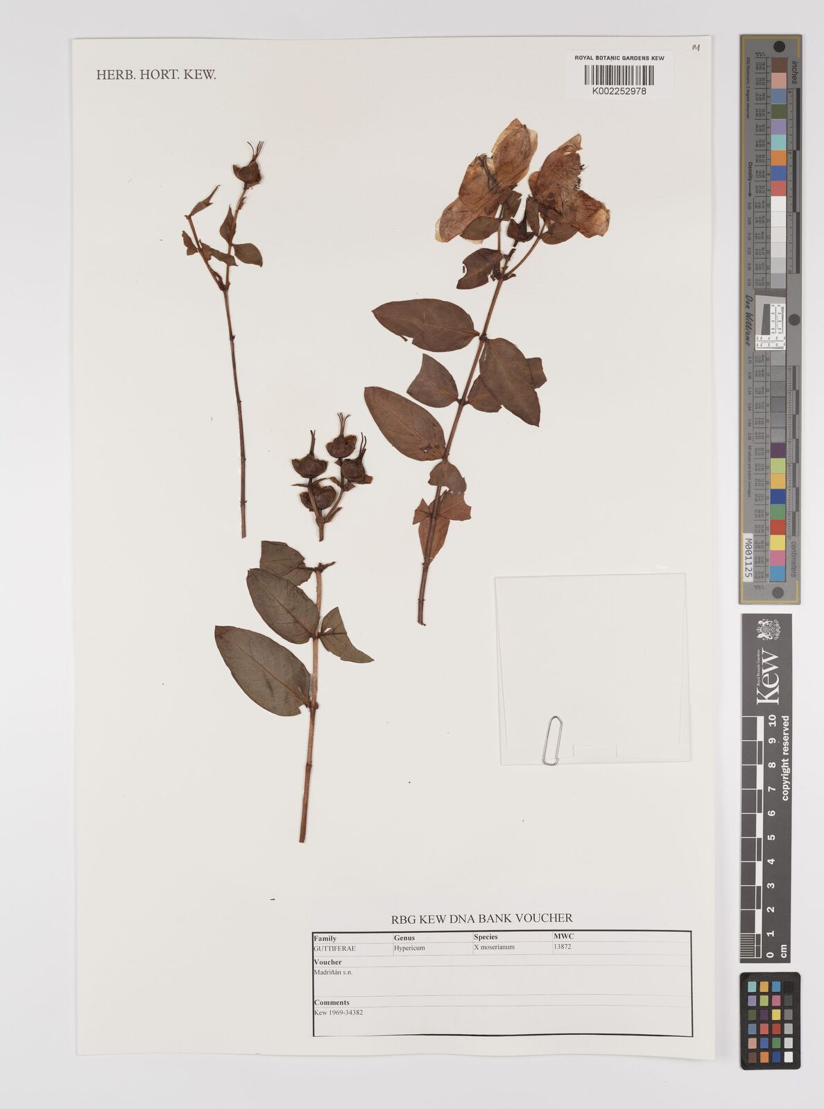 Hypericum × moserianum André | Plants of the World Online | Kew Science