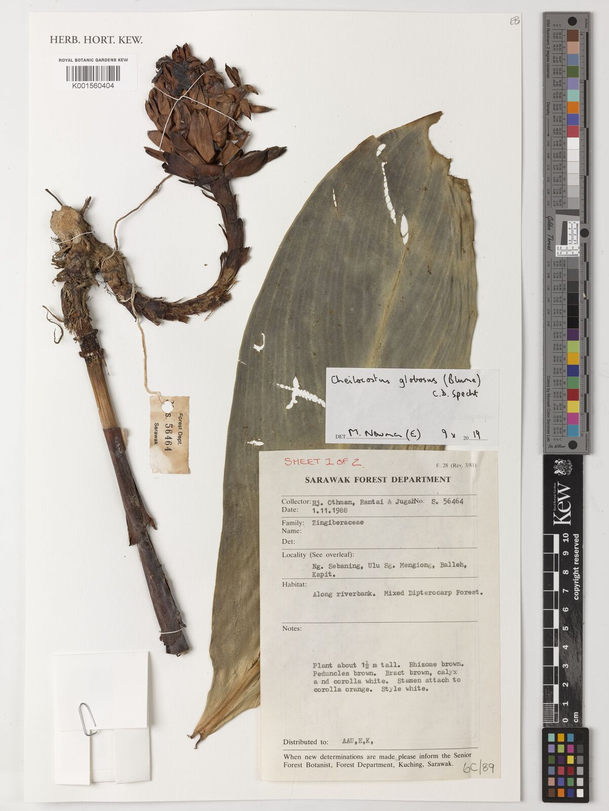 Parahellenia globosa (Blume) N.H.Xia, Juan Chen & S.Jin Zeng | Plants ...