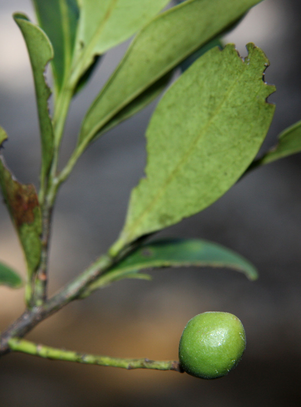 Humiria balsamifera Aubl. | Plants of the World Online | Kew Science