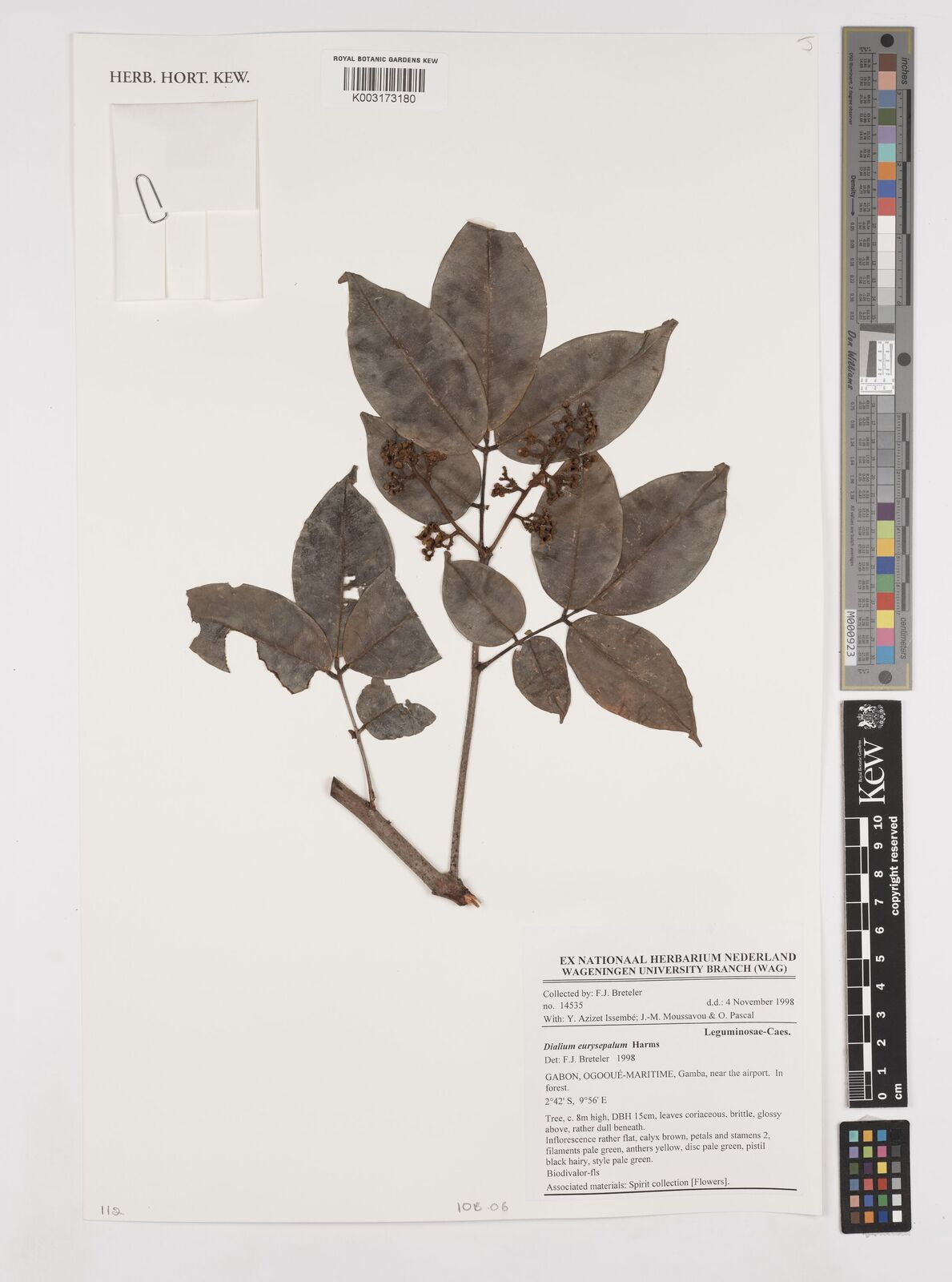 Dialium bipindense Harms | Plants of the World Online | Kew Science