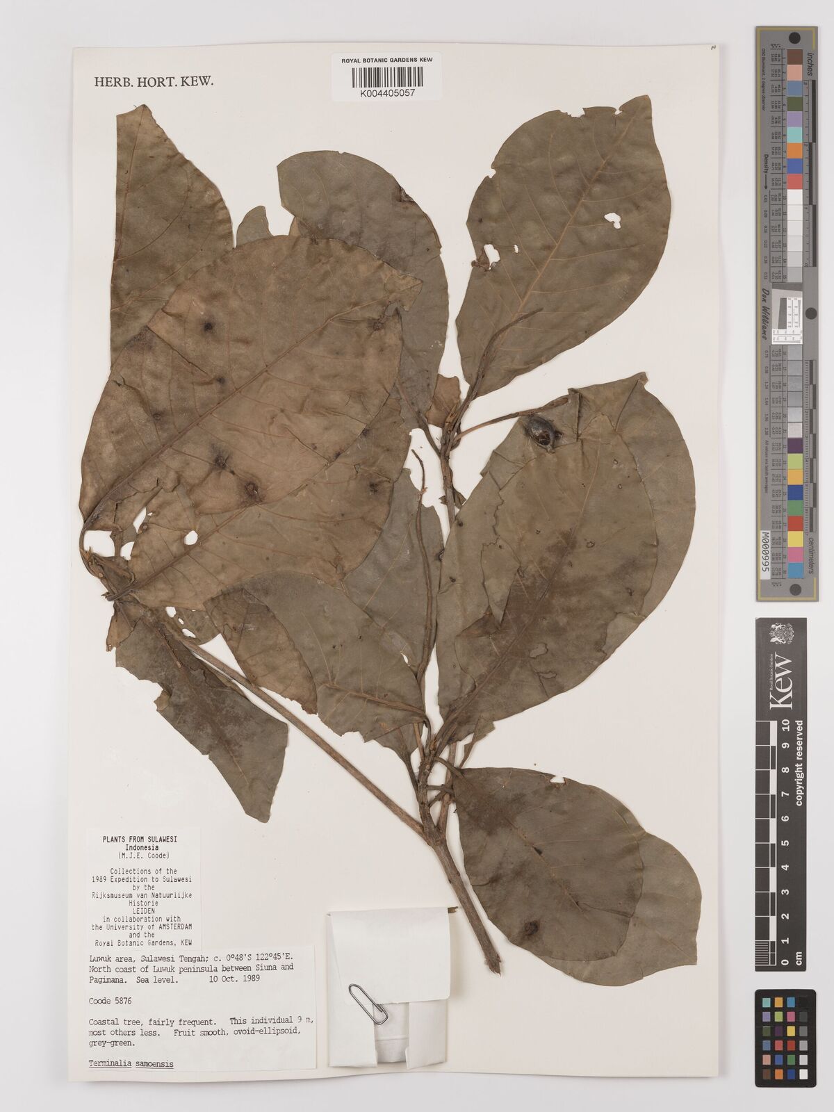 Terminalia samoensis Rech. | Plants of the World Online | Kew Science