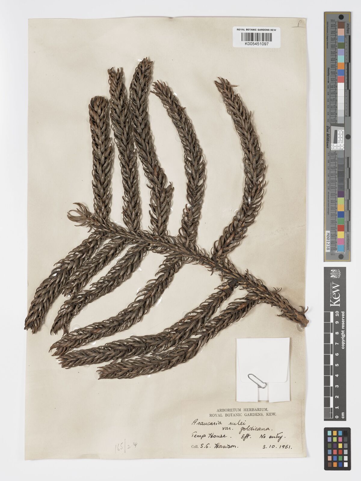 Araucaria rulei F.Muell. | Plants of the World Online | Kew Science