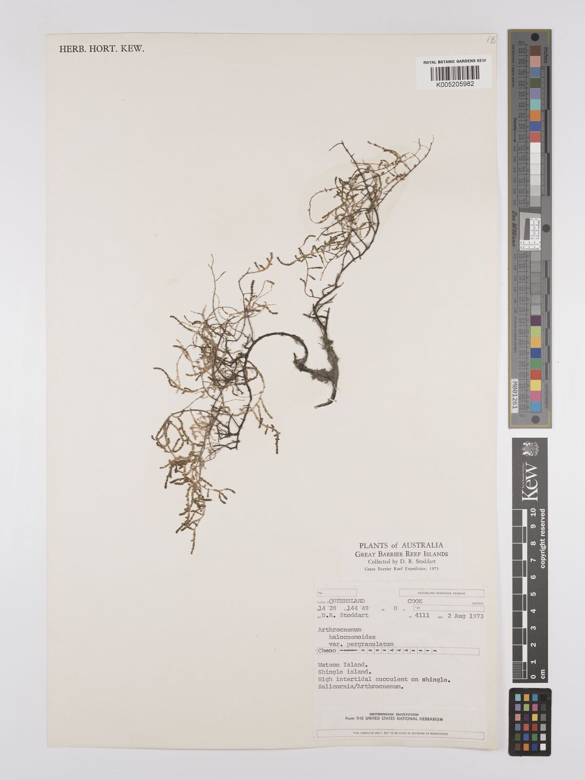 Tecticornia pergranulata (J.M.Black) K.A.Sheph. & Paul G.Wilson ...