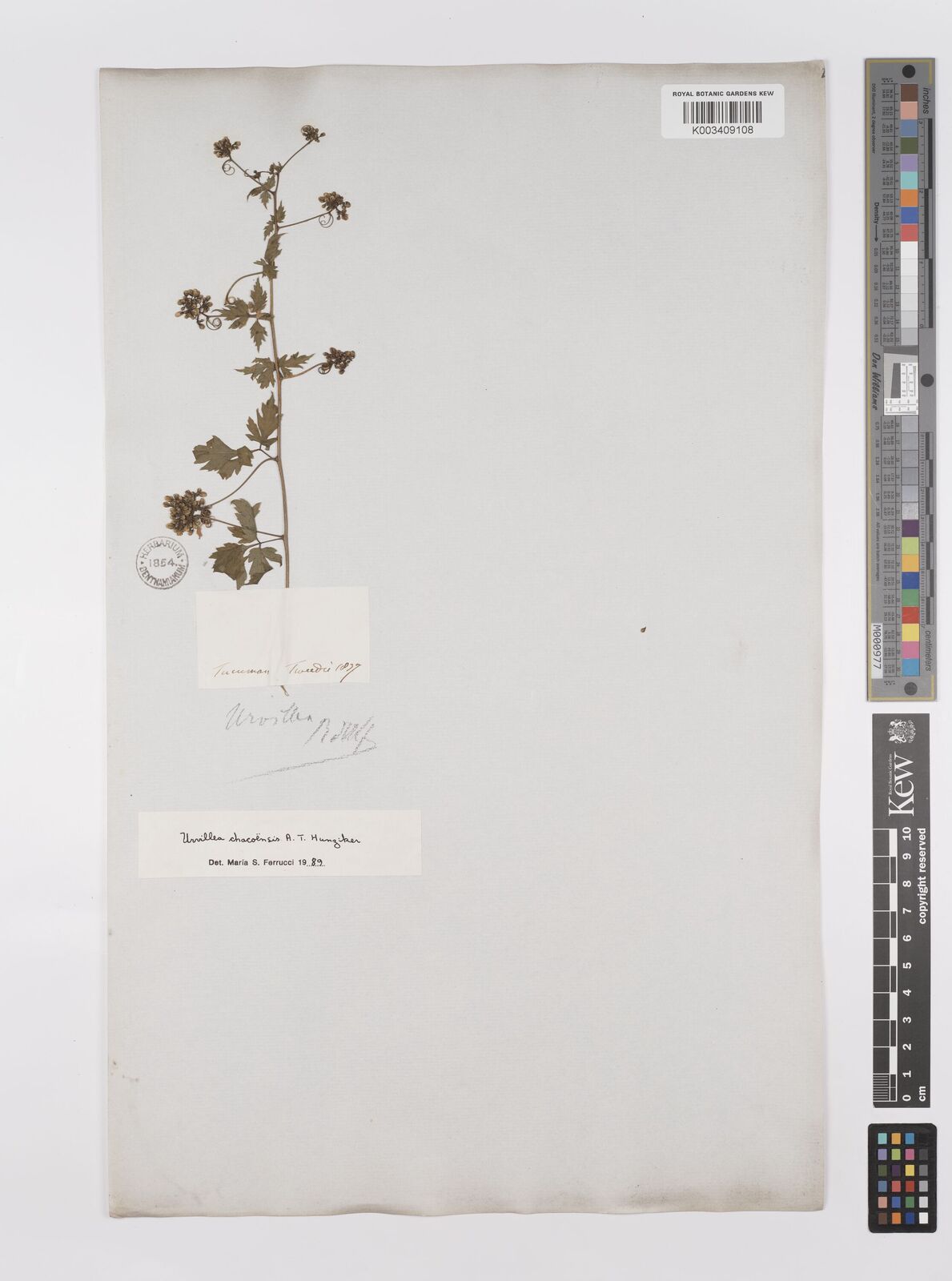 Urvillea chacoensis Hunz. | Plants of the World Online | Kew Science