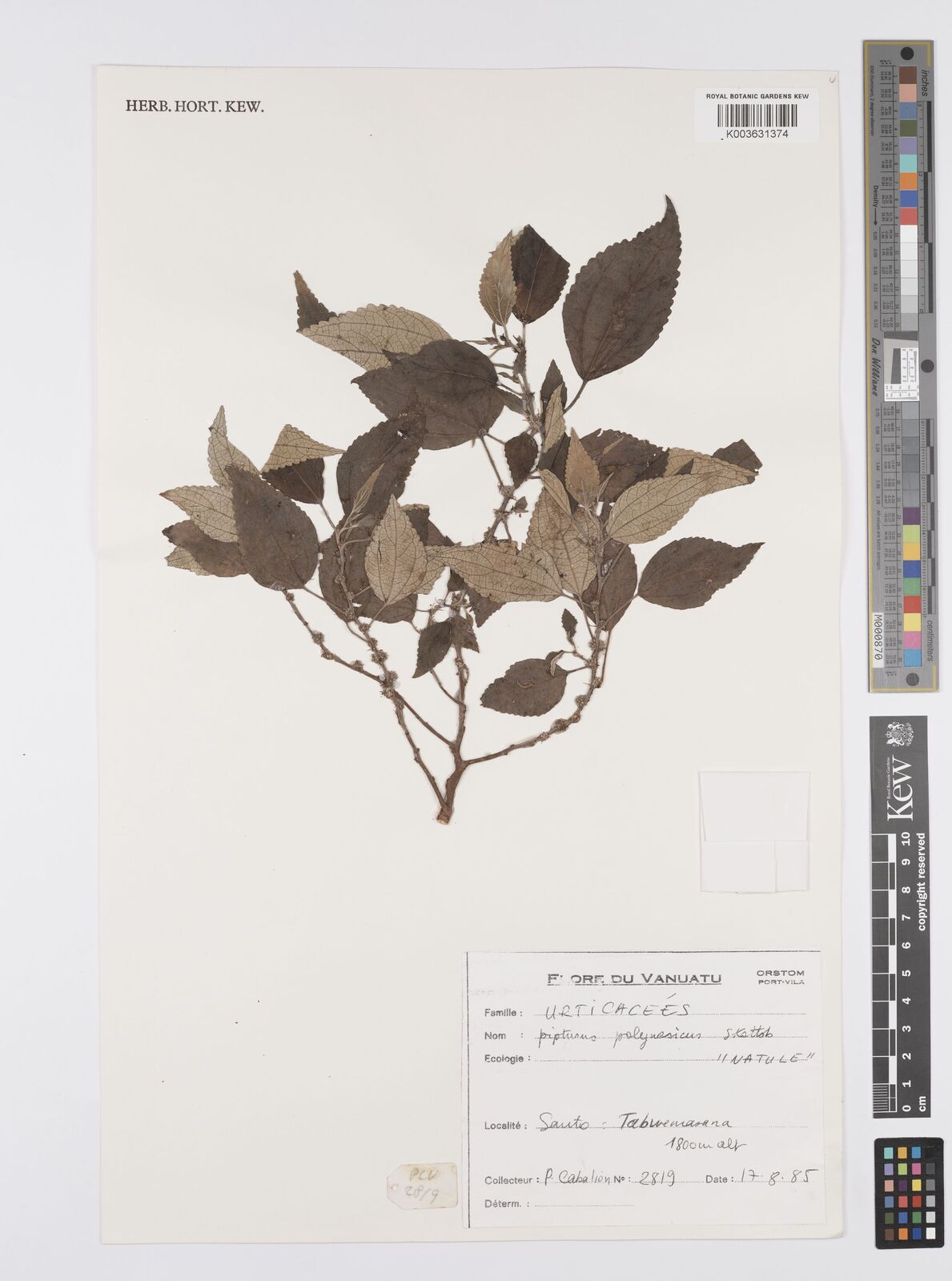 Pipturus polynesicus Skottsb. | Plants of the World Online | Kew Science