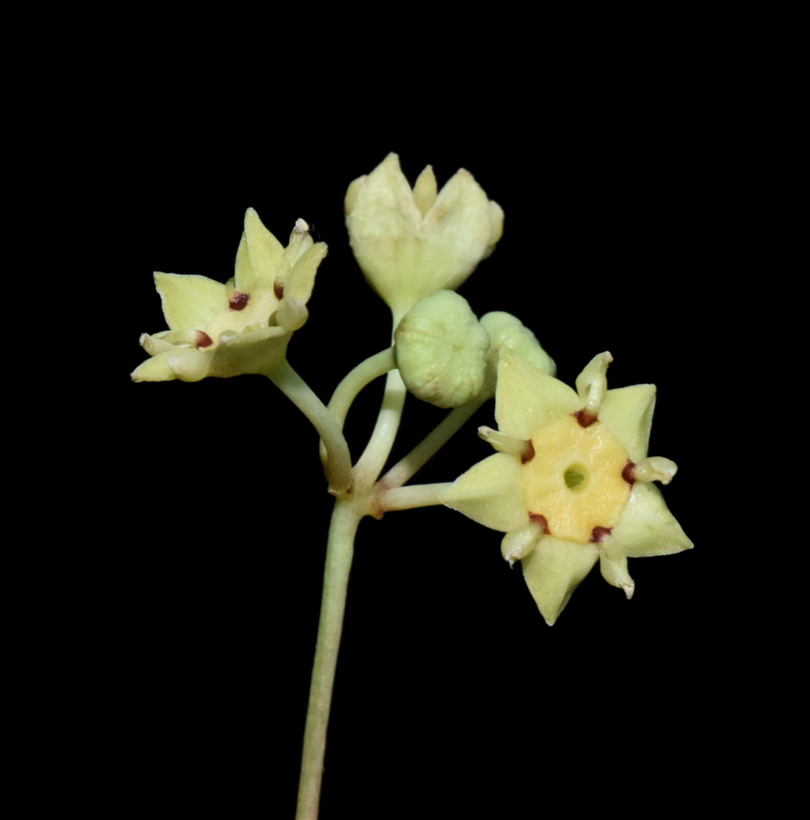 Helinus integrifolius (Lam.) Kuntze | Plants of the World Online | Kew ...