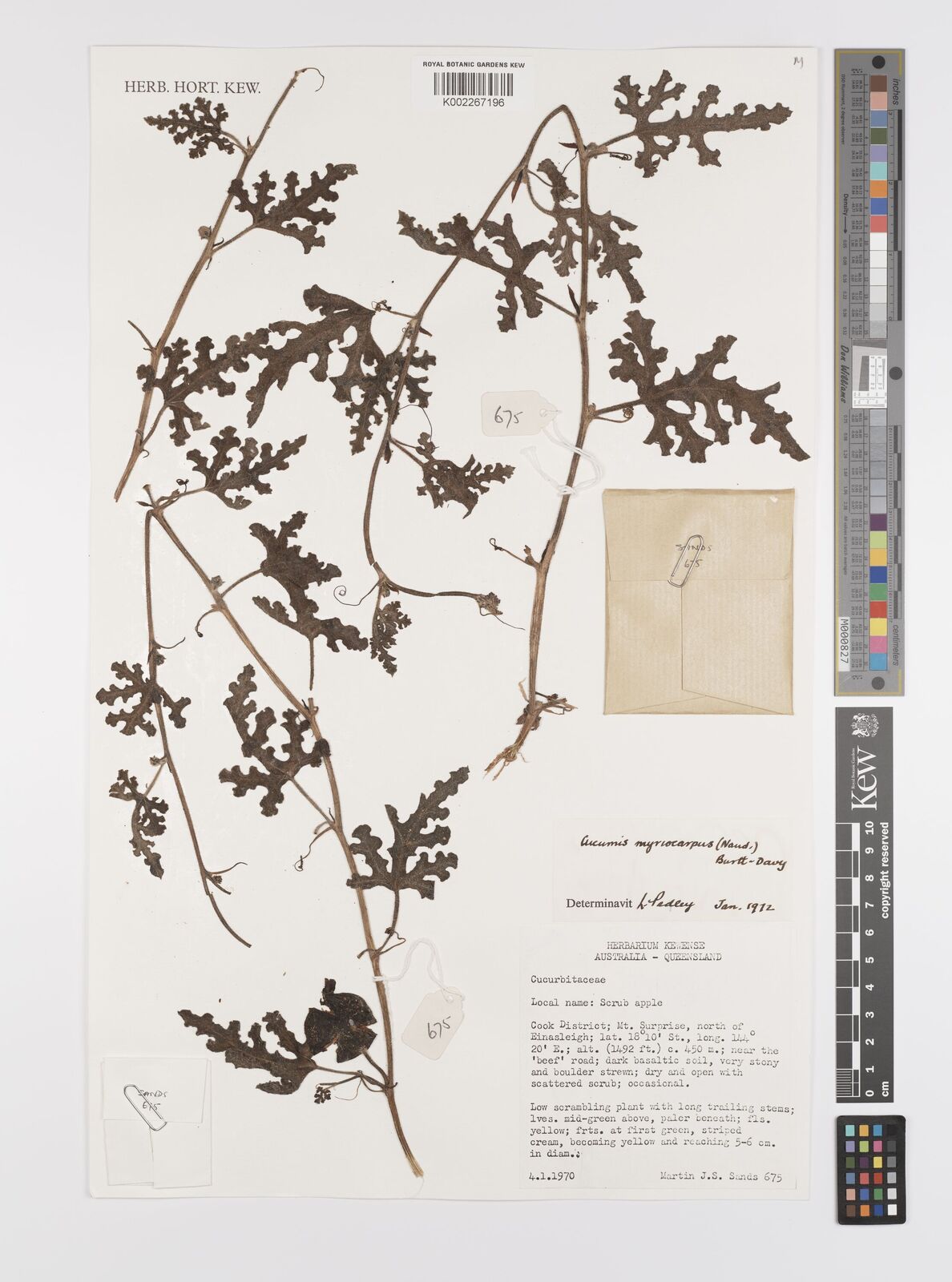 Cucumis myriocarpus subsp. leptodermis (Schweick.) C.Jeffrey & P ...