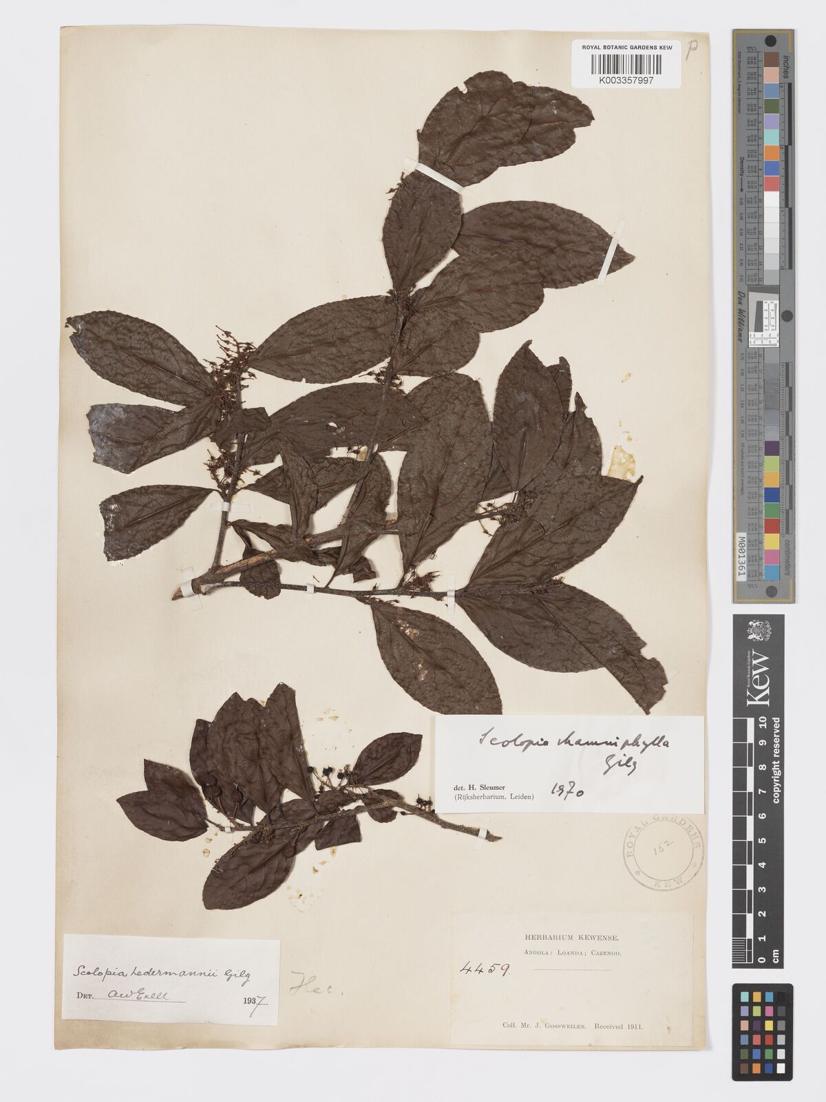 Scolopia rhamniphylla Gilg | Plants of the World Online | Kew Science