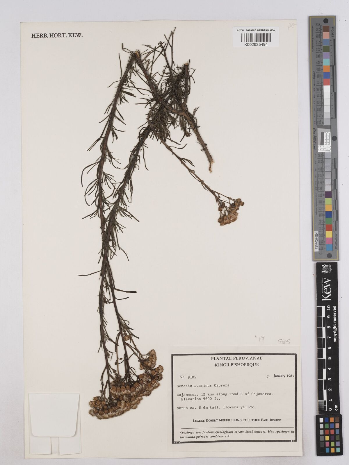 Senecio acarinus Cabrera | Plants of the World Online | Kew Science