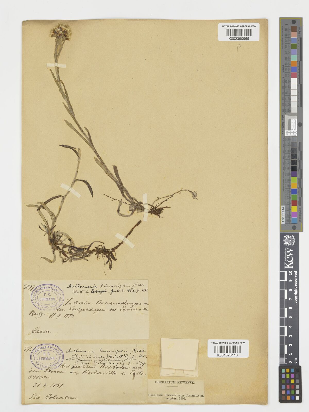 Quasiantennaria linearifolia (Wedd.) R.J.Bayer & M.O.Dillon | Plants of ...