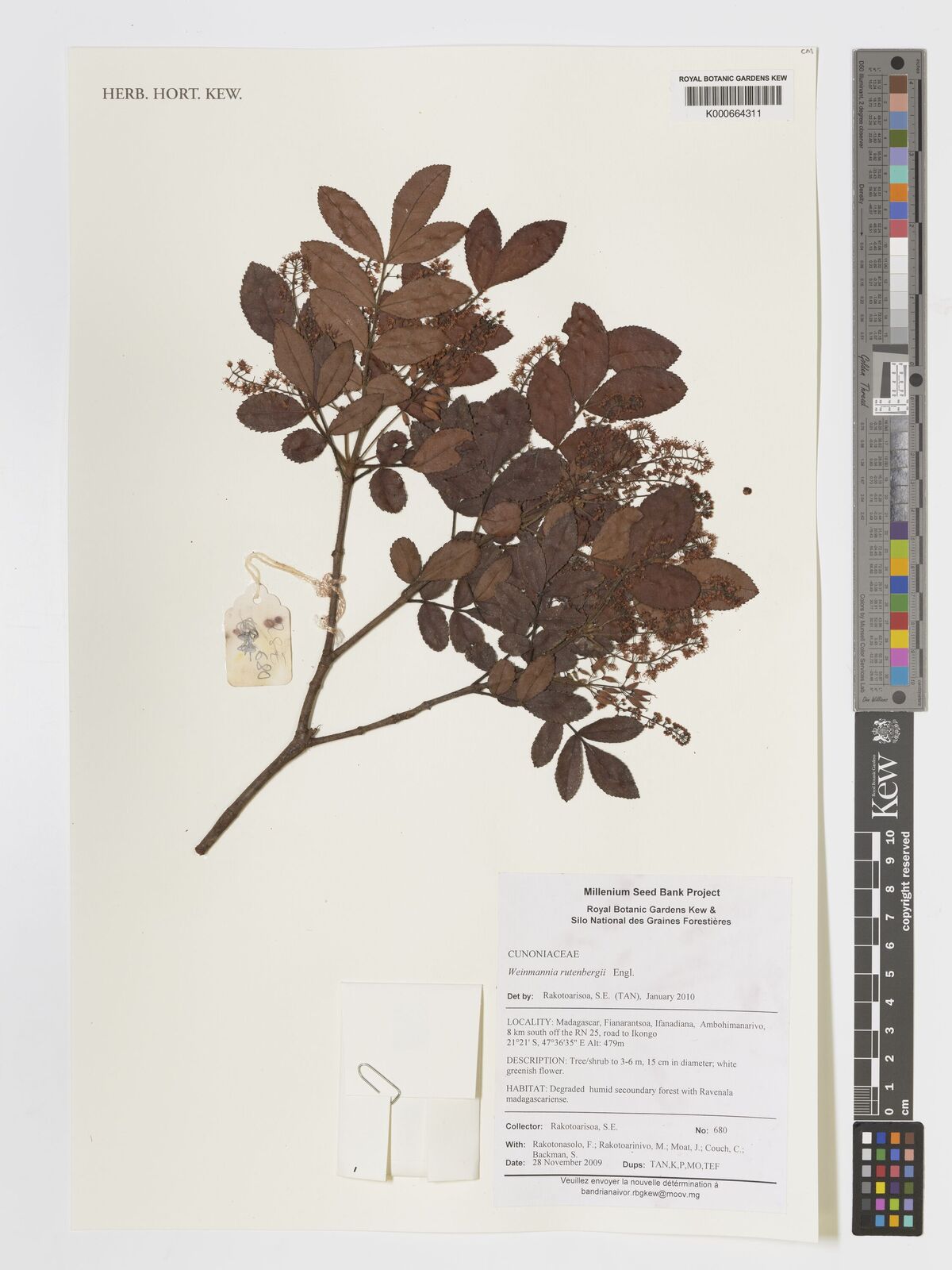 Pterophylla rutenbergii (Engl.) J.Bradford & Z.S.Rogers | Plants of the ...