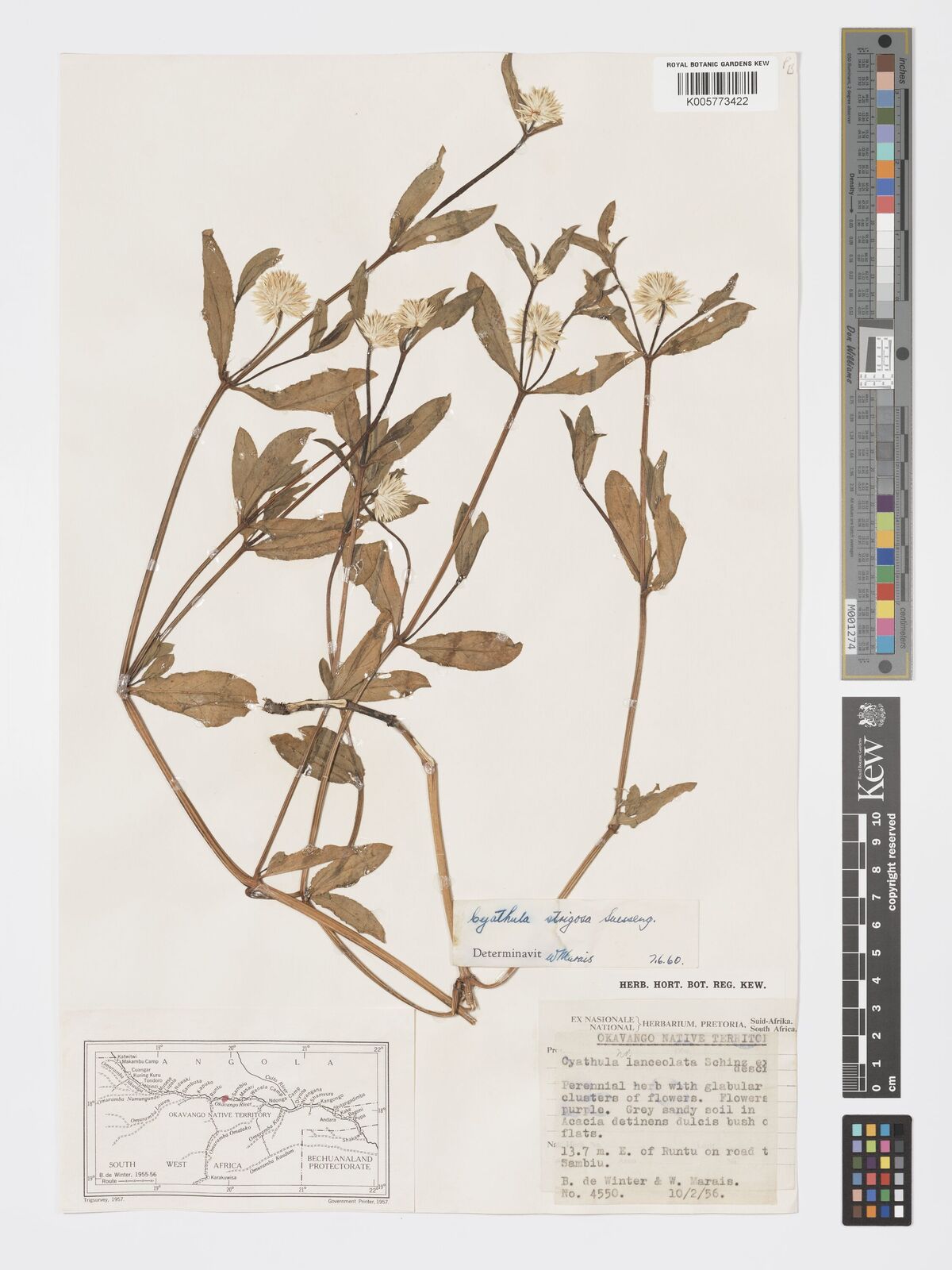 Cyathula lanceolata Schinz | Plants of the World Online | Kew Science