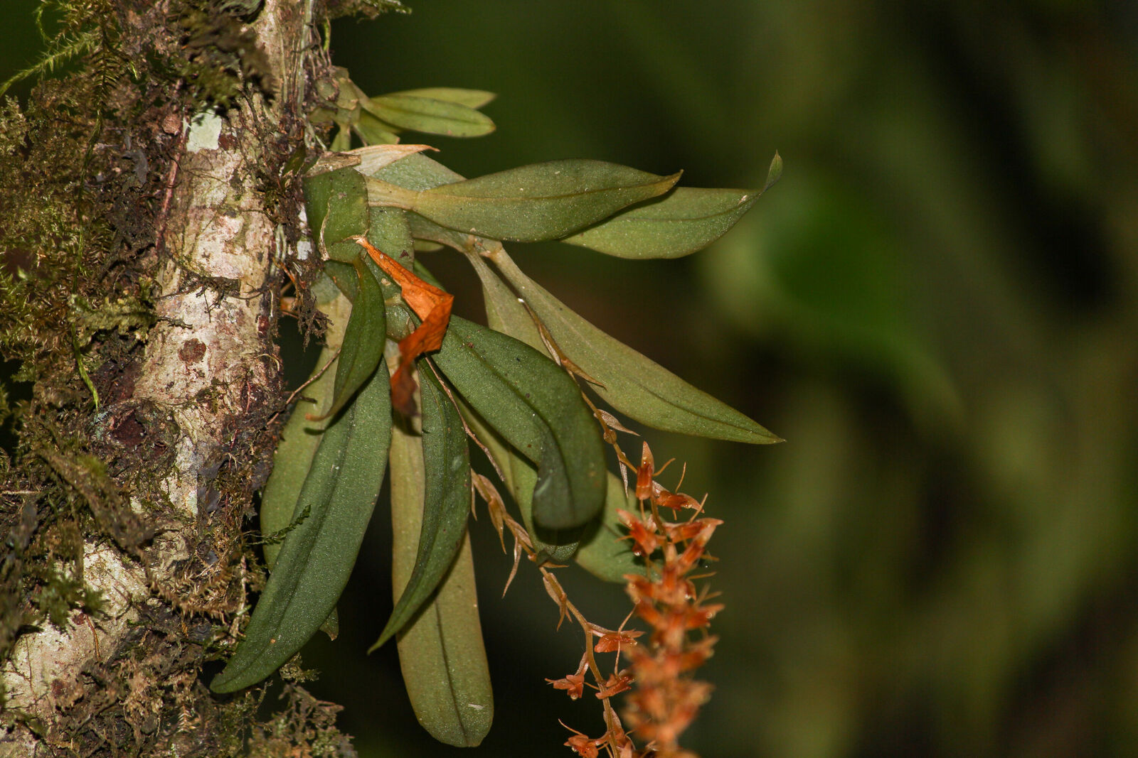 Liparis resupinata Ridl. | Plants of the World Online | Kew Science