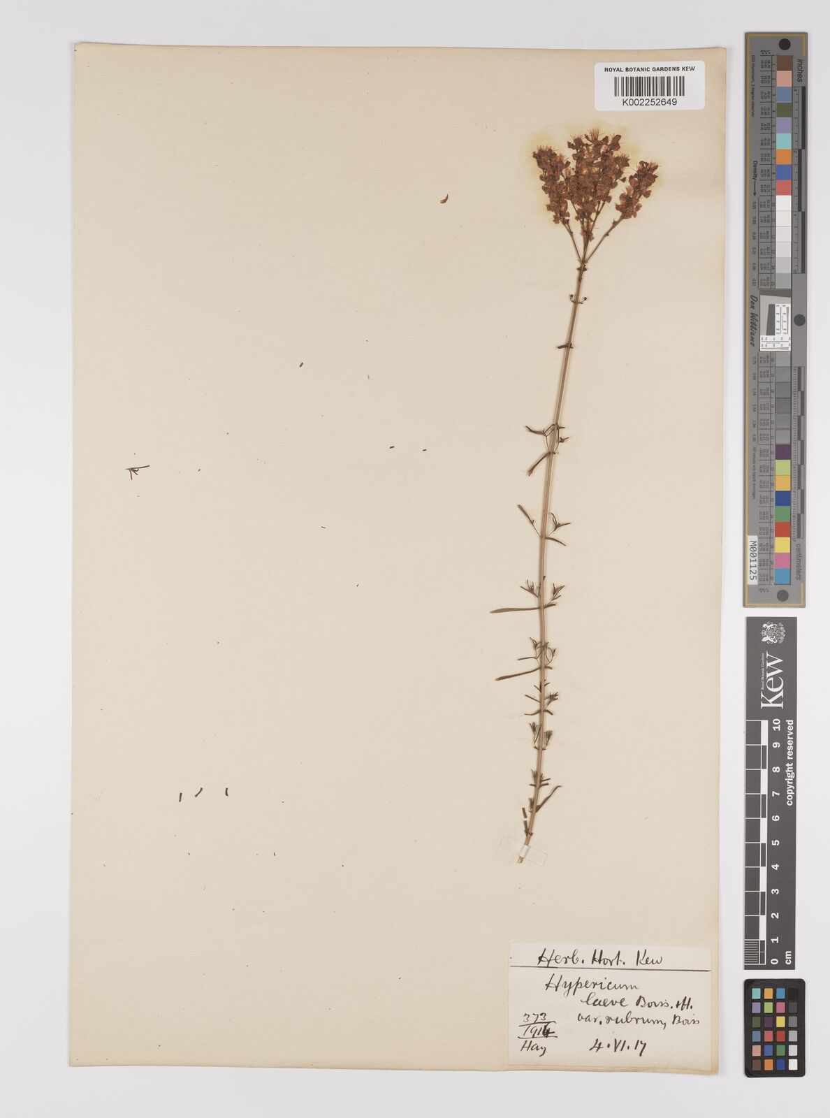 Hypericum capitatum Choisy | Plants of the World Online | Kew Science