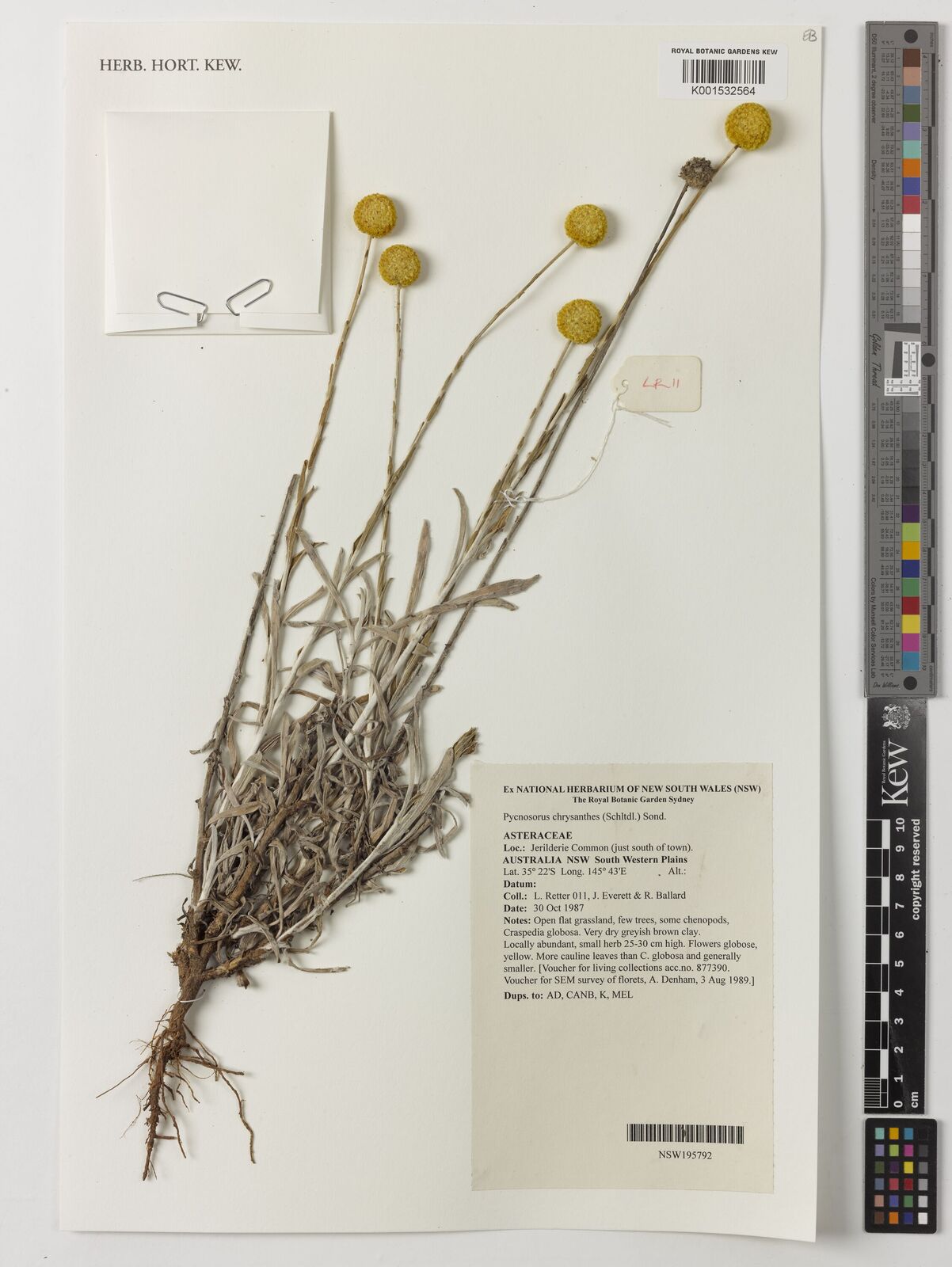 Pycnosorus chrysanthus (Schltdl.) Sond. | Plants of the World Online ...