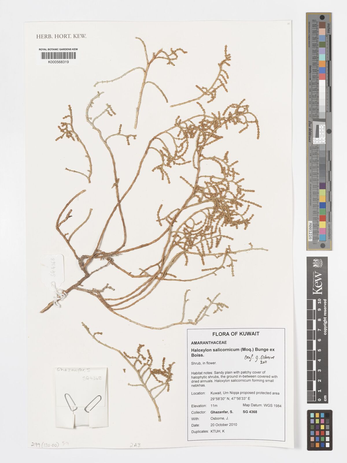 Haloxylon salicornicum (Moq.) Bunge ex Boiss. | Plants of the World ...