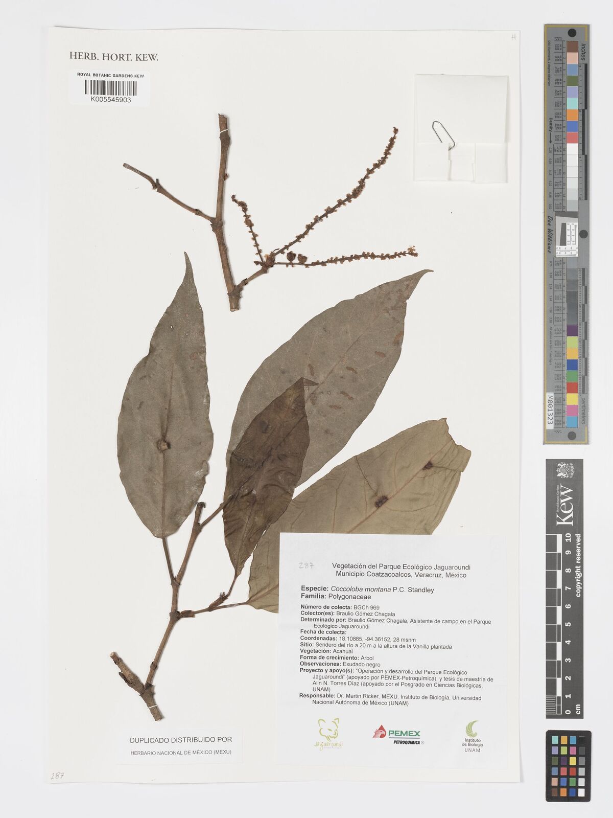 Coccoloba montana Standl. | Plants of the World Online | Kew Science