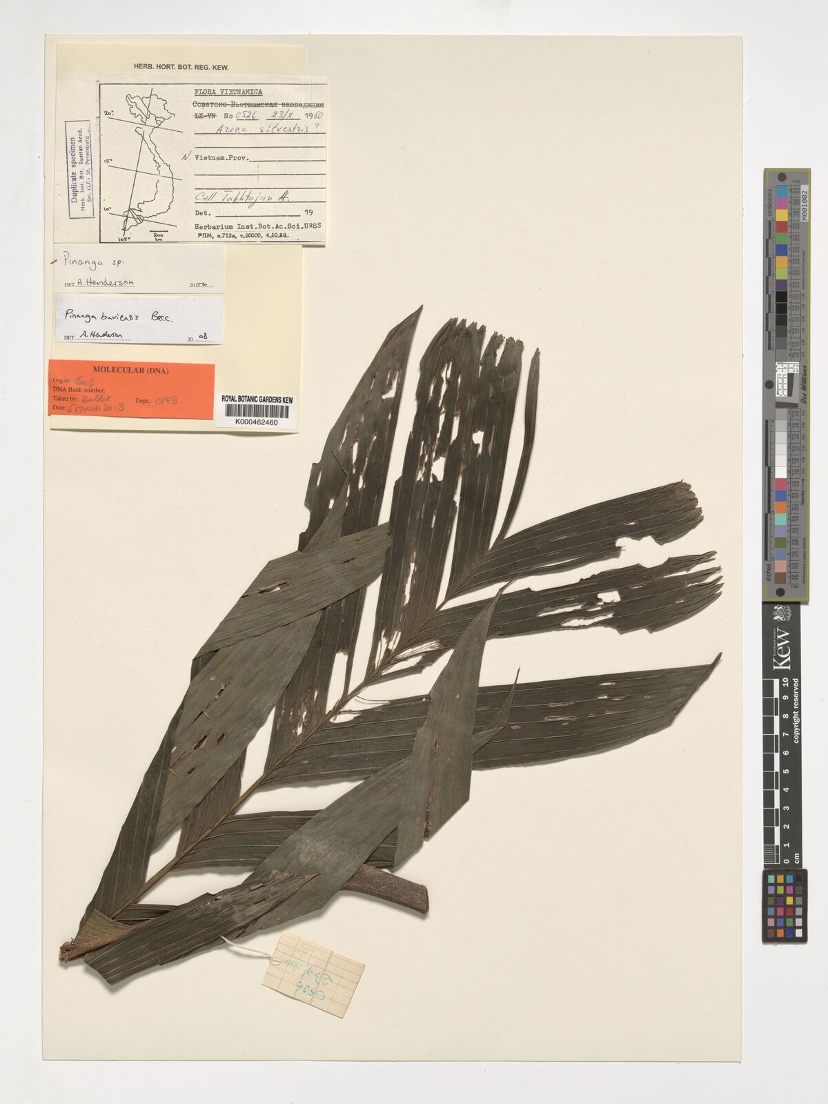 Pinanga baviensis Becc. | Plants of the World Online | Kew Science