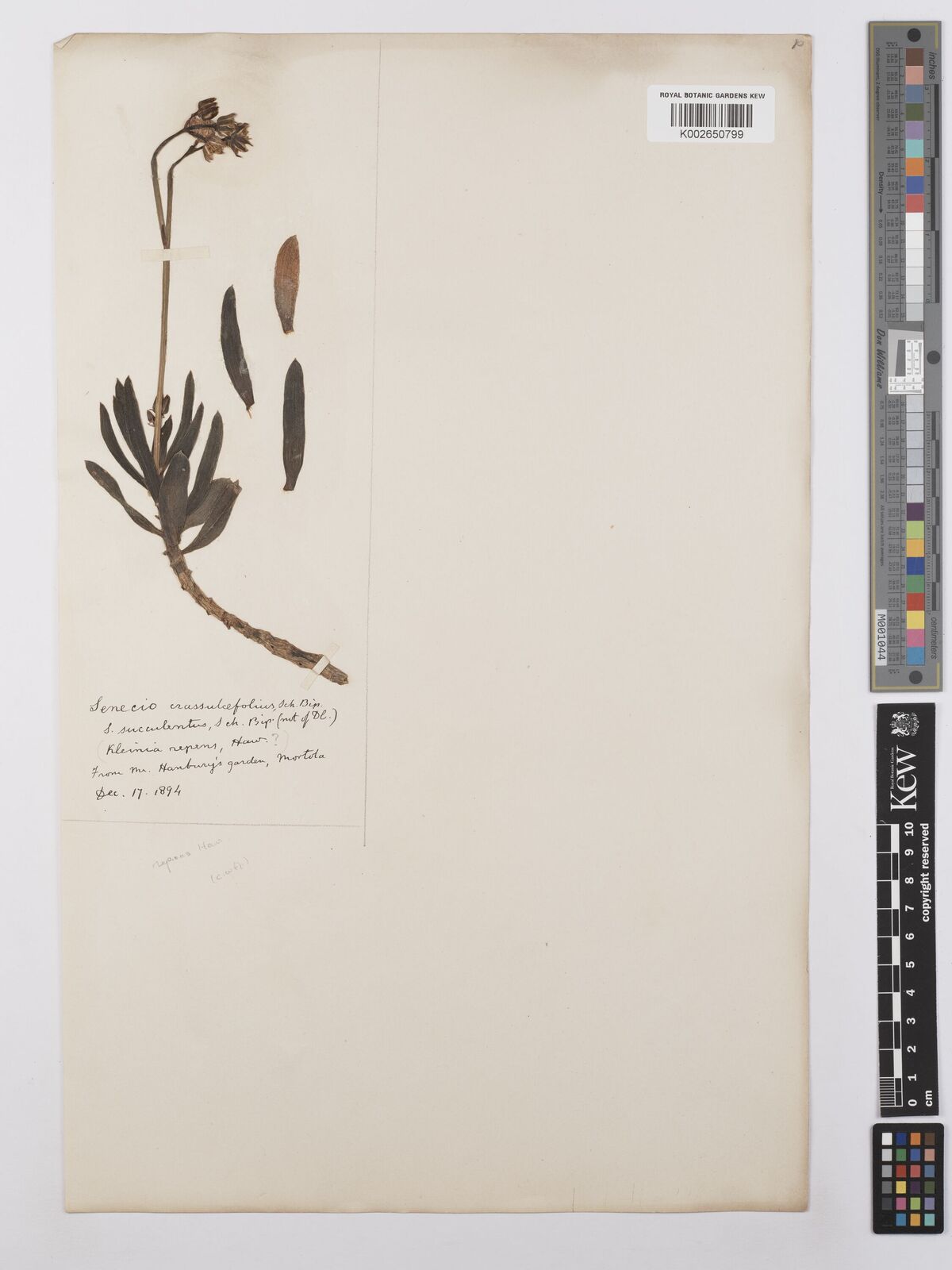 Curio repens (L.) P.V.Heath | Plants of the World Online | Kew Science