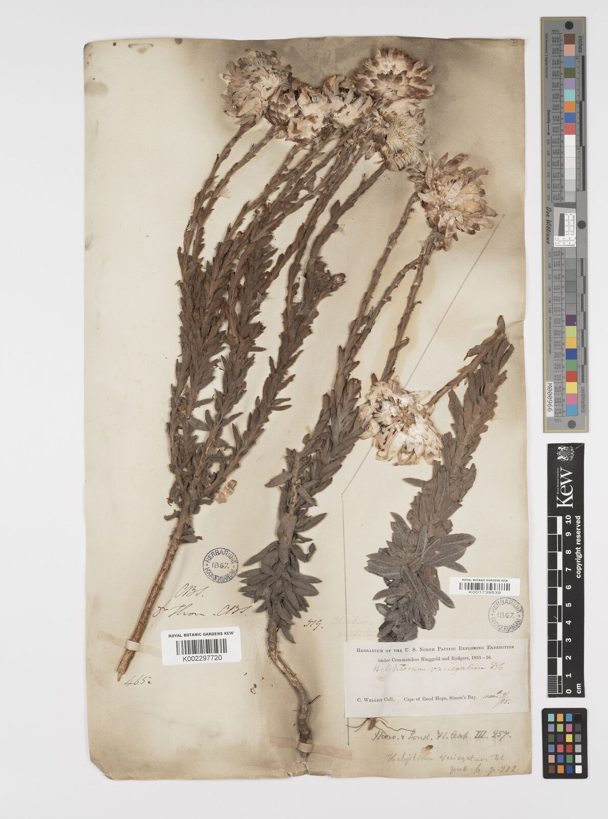 Syncarpha variegata (P.J.Bergius) B.Nord. | Plants of the World Online ...