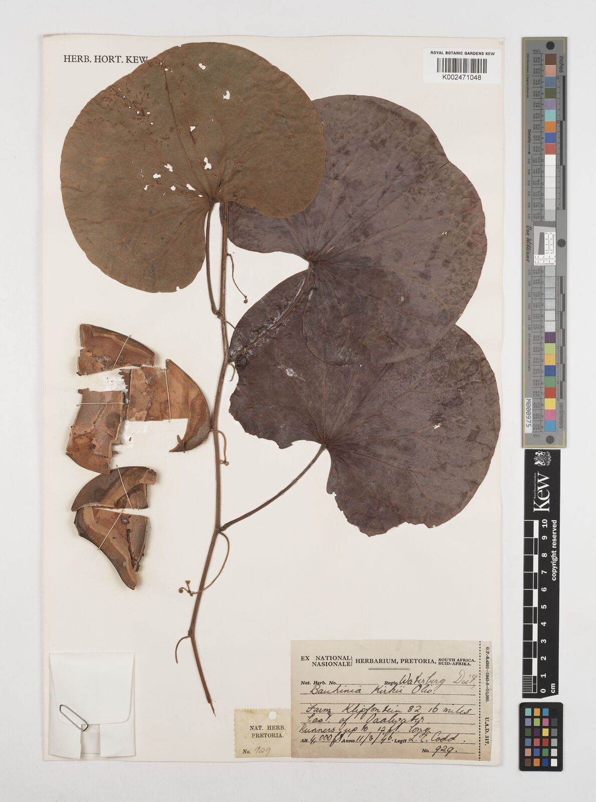 Tylosema fassoglense (Kotschy ex Schweinf.) Torre & Hillc. | Plants of ...