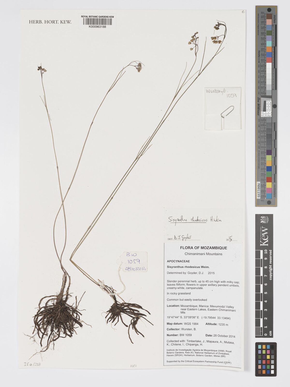 Sisyranthus rhodesicus Weim. | Plants of the World Online | Kew Science