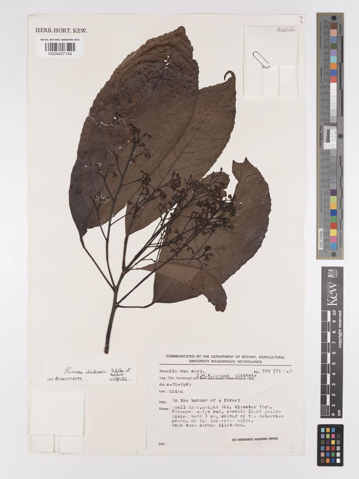 Rinorea oblongifolia (C.H.Wright) C.Marquand ex Chipp | Plants of the ...
