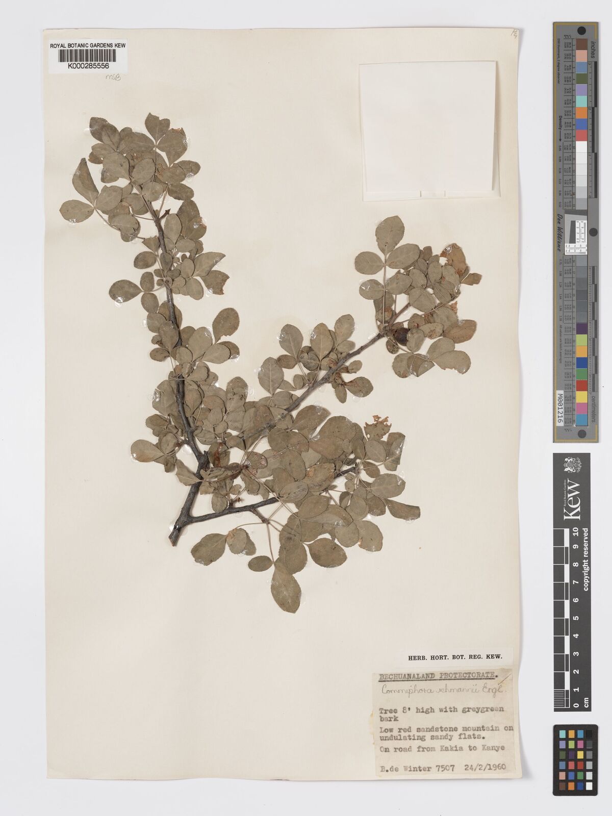 Commiphora angolensis Engl. | Plants of the World Online | Kew Science