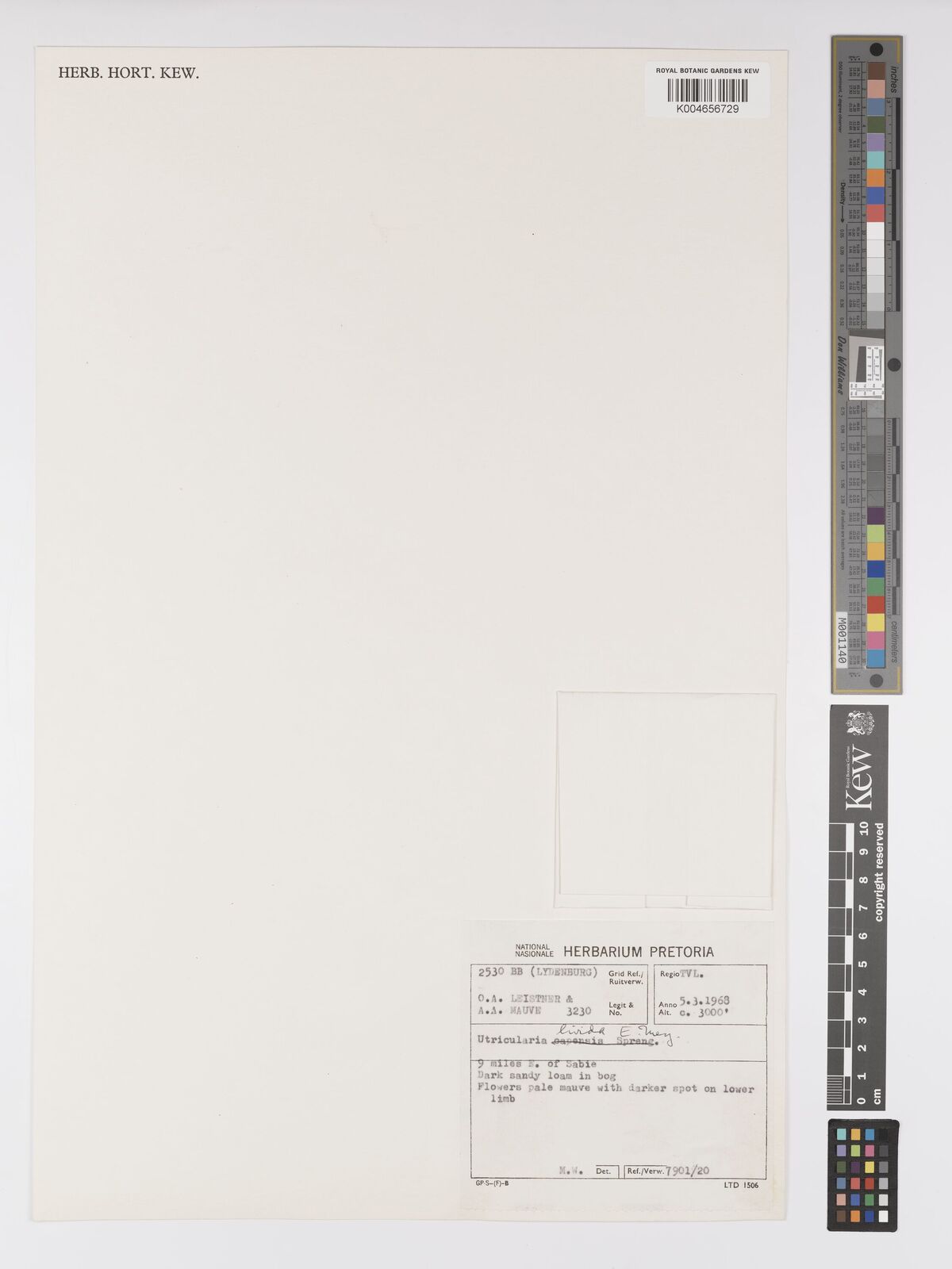 Utricularia livida E.Mey. | Plants of the World Online | Kew Science