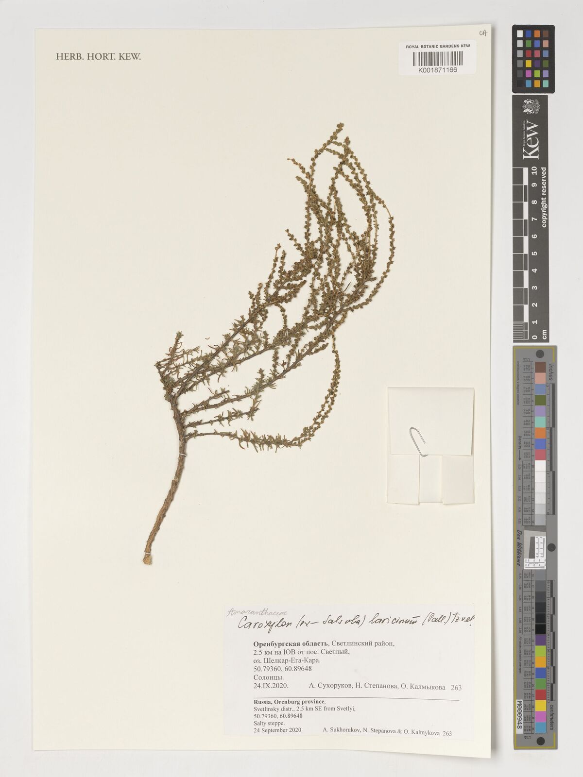 Caroxylon laricinum (Pall.) Tzvelev | Plants of the World Online | Kew ...
