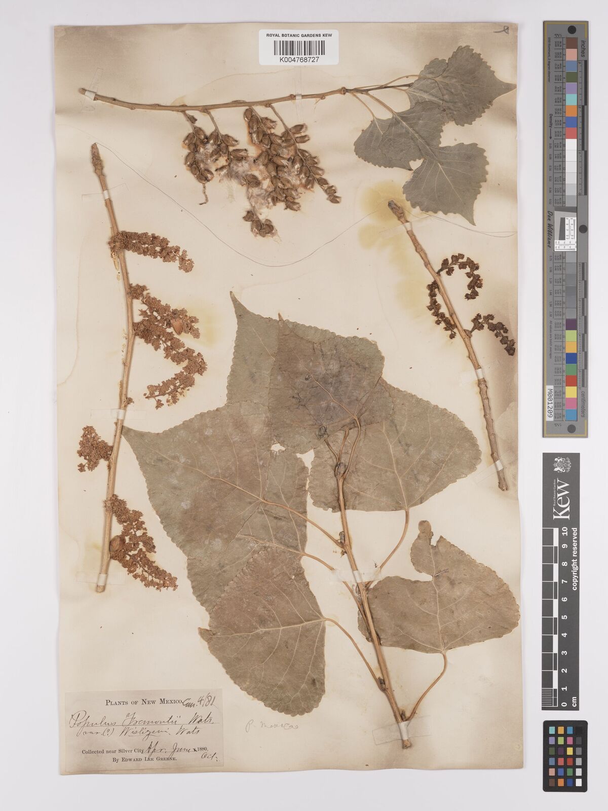 Populus mexicana Wesm. | Plants of the World Online | Kew Science
