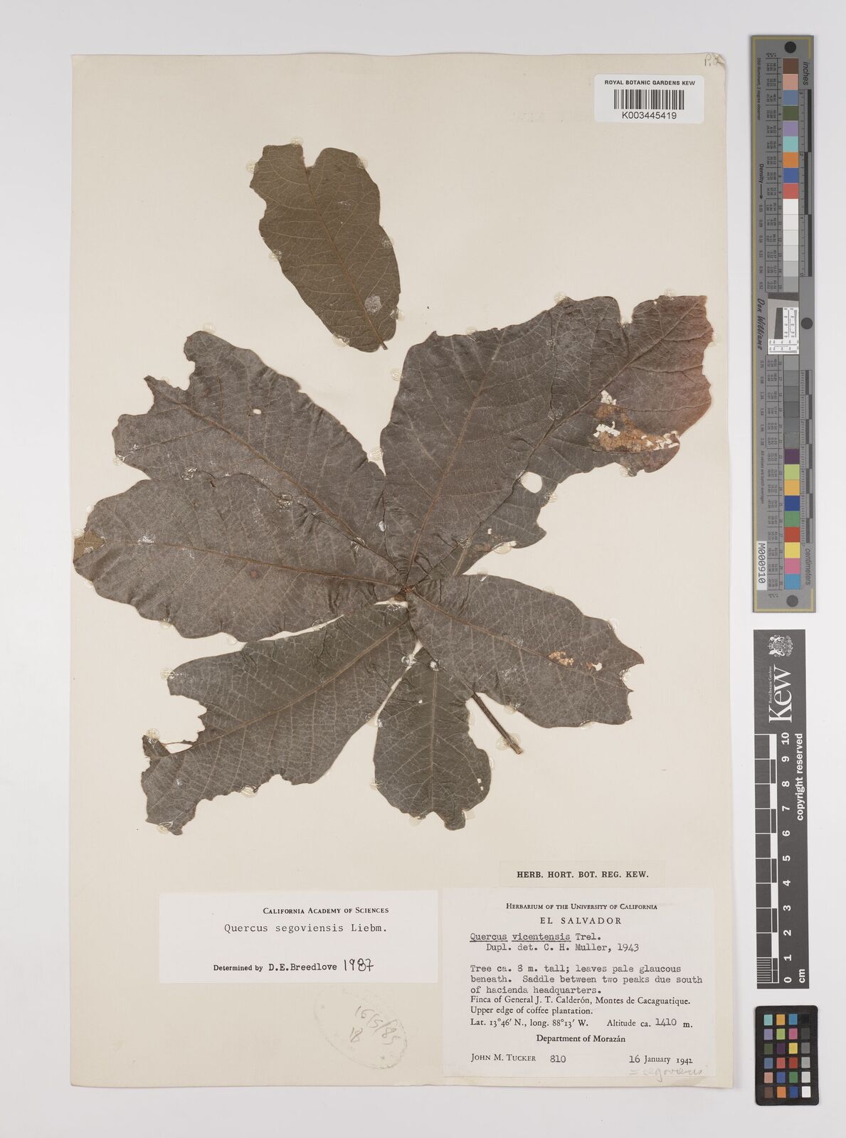 Quercus segoviensis Liebm. | Plants of the World Online | Kew Science