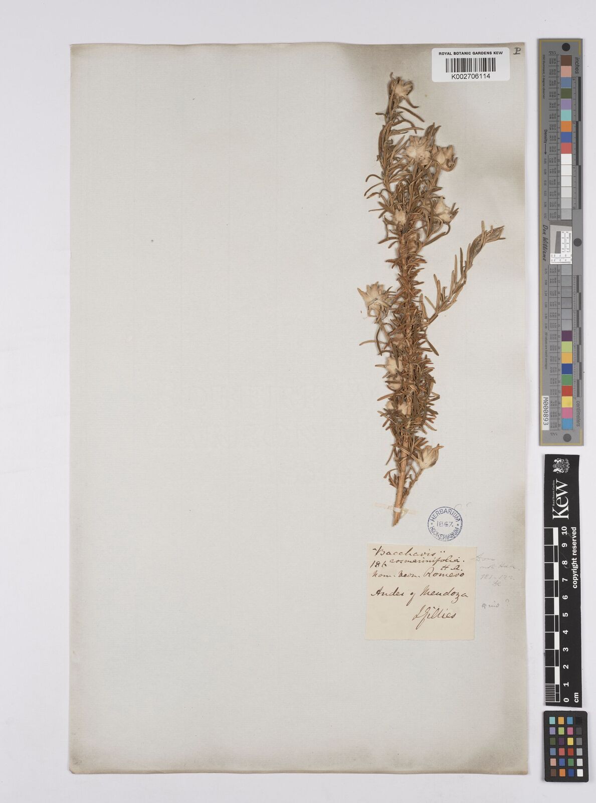 Baccharis linearis Pers. | Plants of the World Online | Kew Science