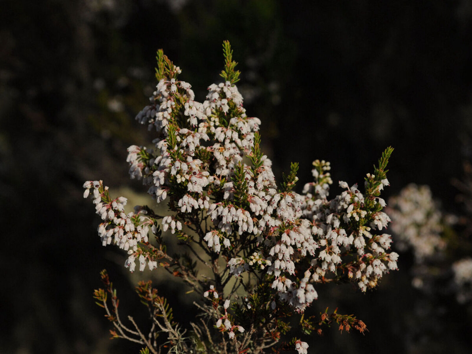 Erica arborea L. | Plants of the World Online | Kew Science