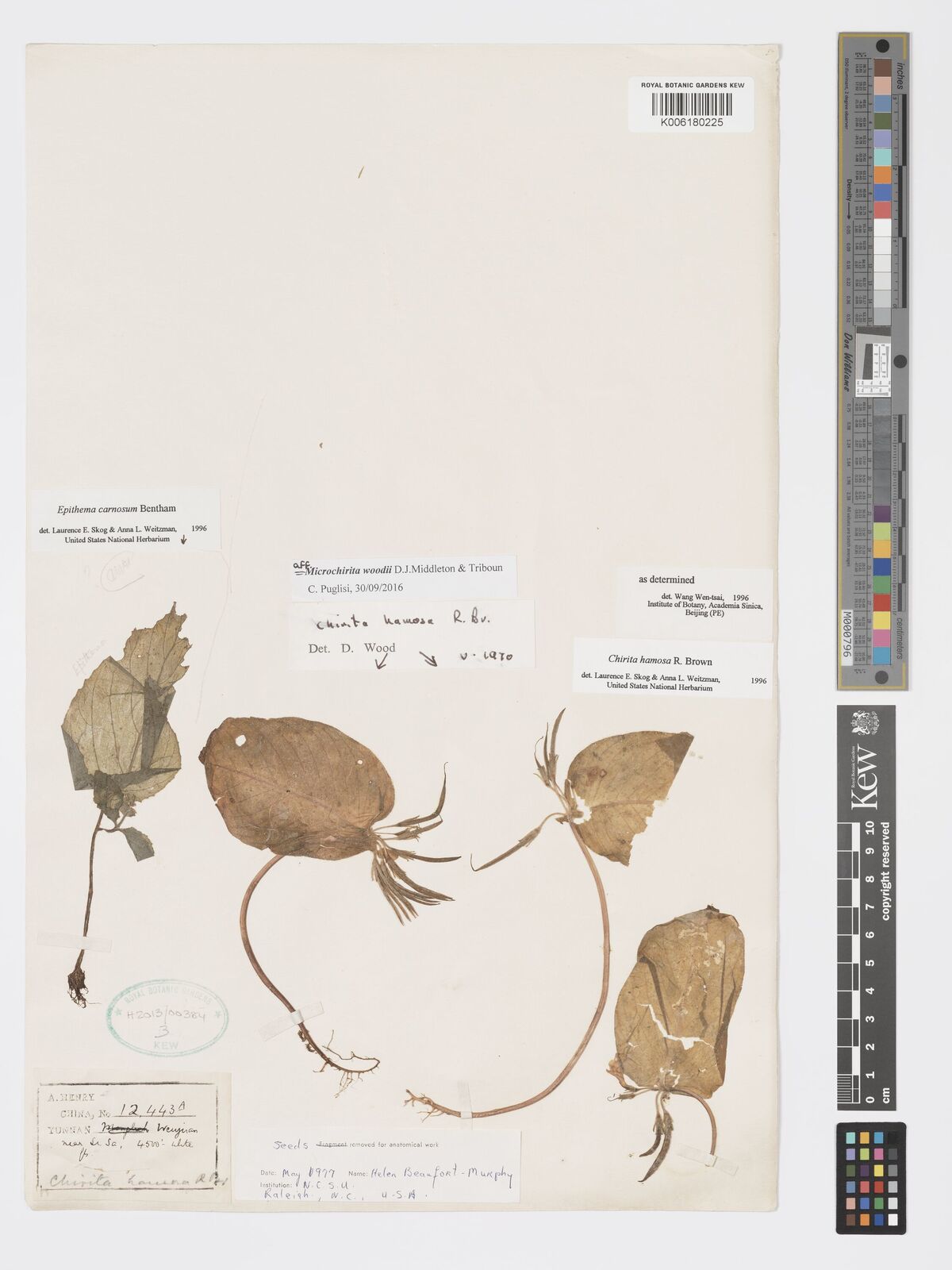 Microchirita woodii D.J.Middleton & Triboun | Plants of the World ...