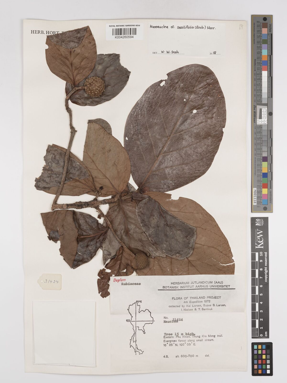 Neonauclea sessilifolia (Roxb.) Merr. | Plants of the World Online ...