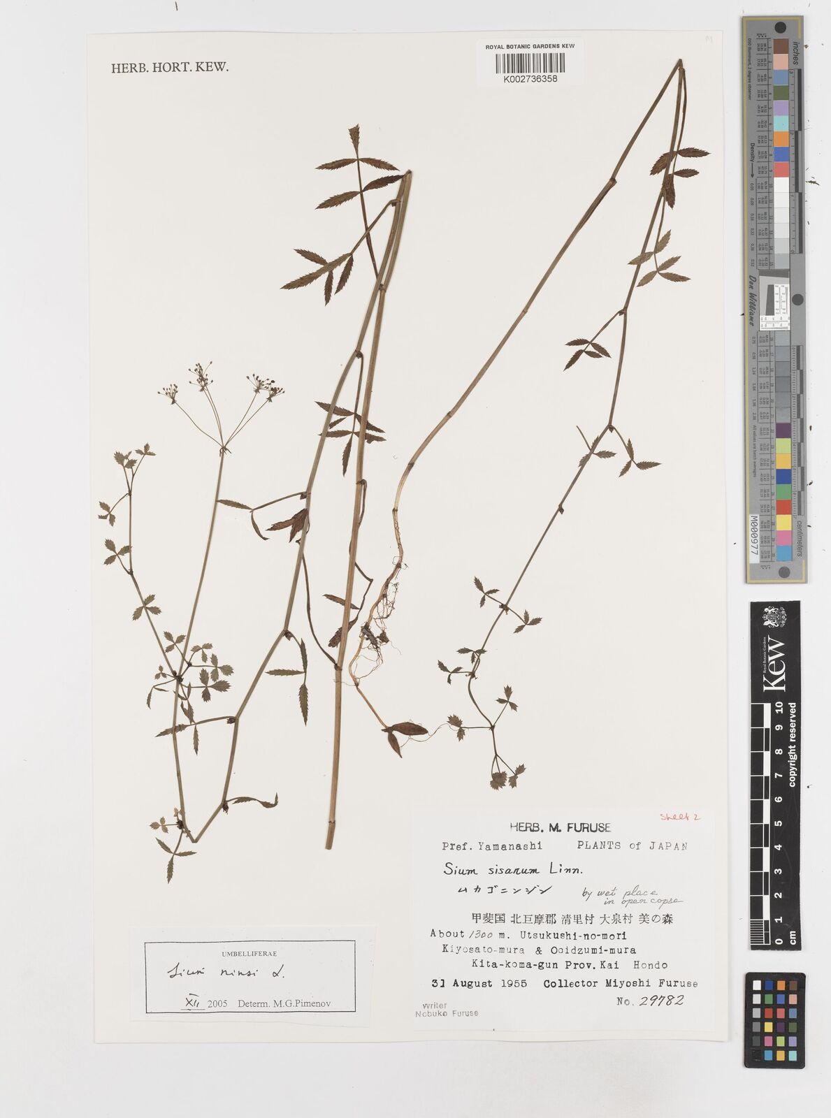 Sium ninsi L. | Plants of the World Online | Kew Science