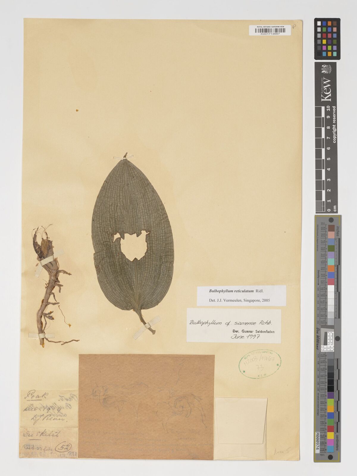 Bulbophyllum reticulatum Bateman ex Hook.f. | Plants of the World ...