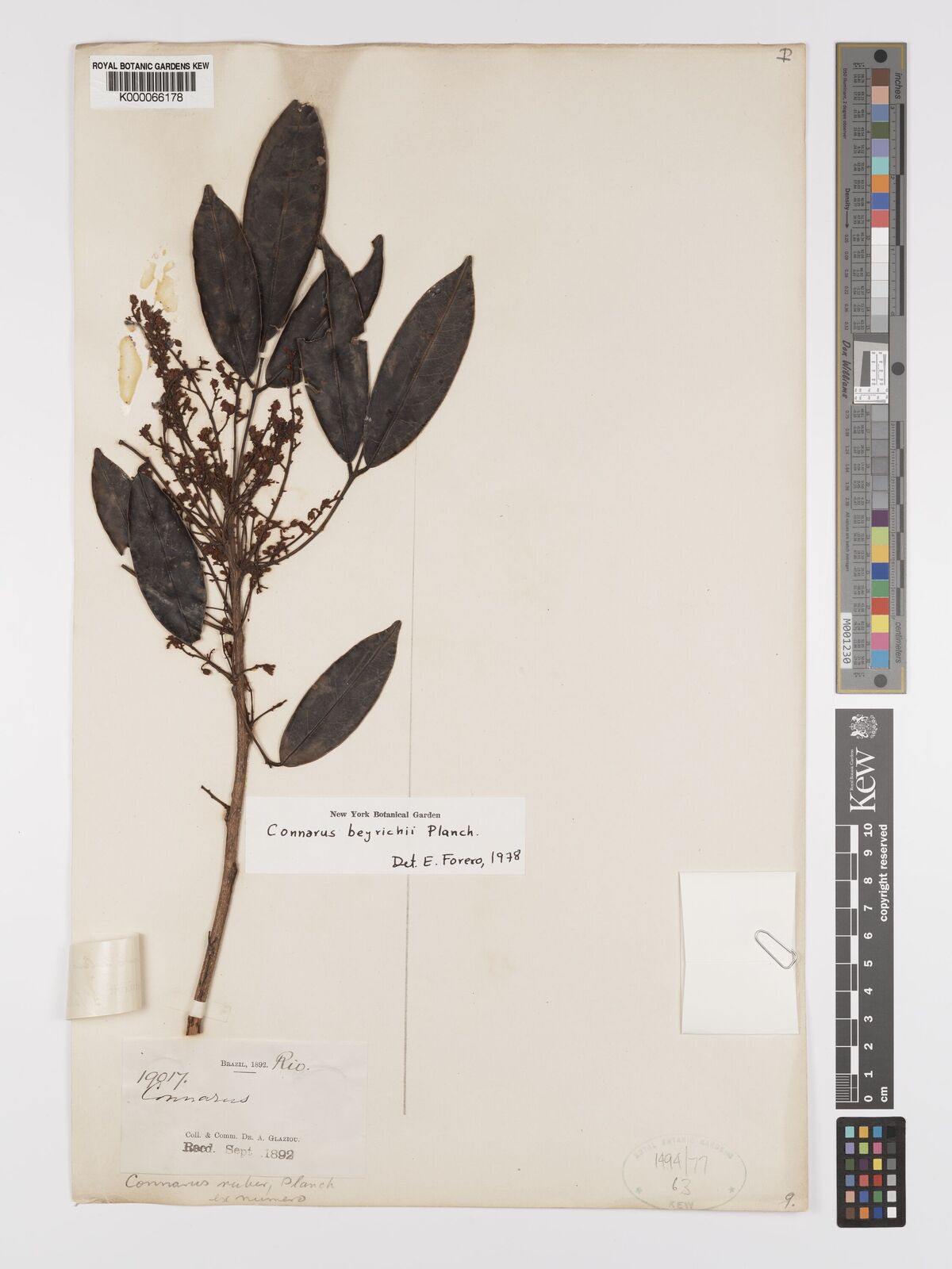 Connarus beyrichii Planch. | Plants of the World Online | Kew Science