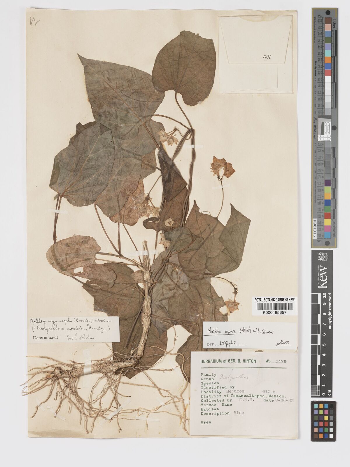 Dictyanthus asper (Mill.) W.D.Stevens | Plants of the World Online ...