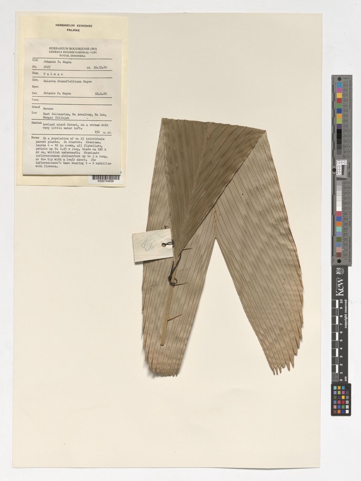 Salacca dransfieldiana Mogea | Plants of the World Online | Kew Science