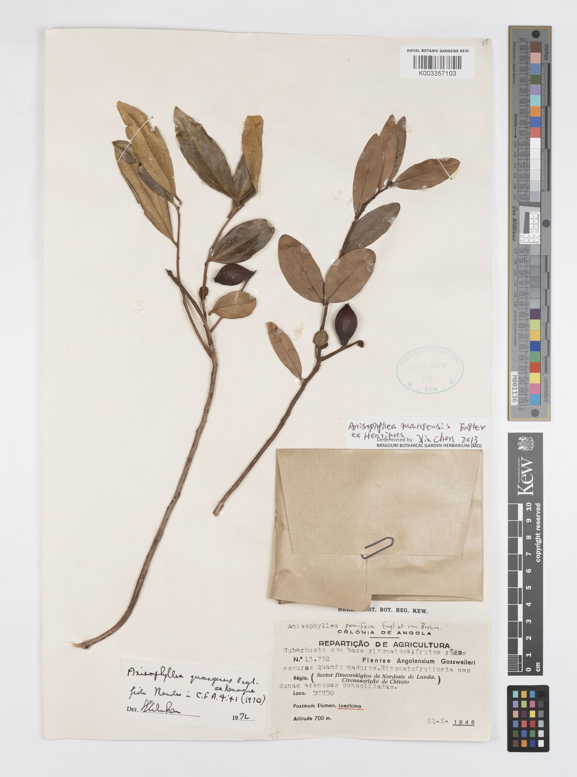 Anisophyllea quangensis Engl. ex Henriq. | Plants of the World Online ...