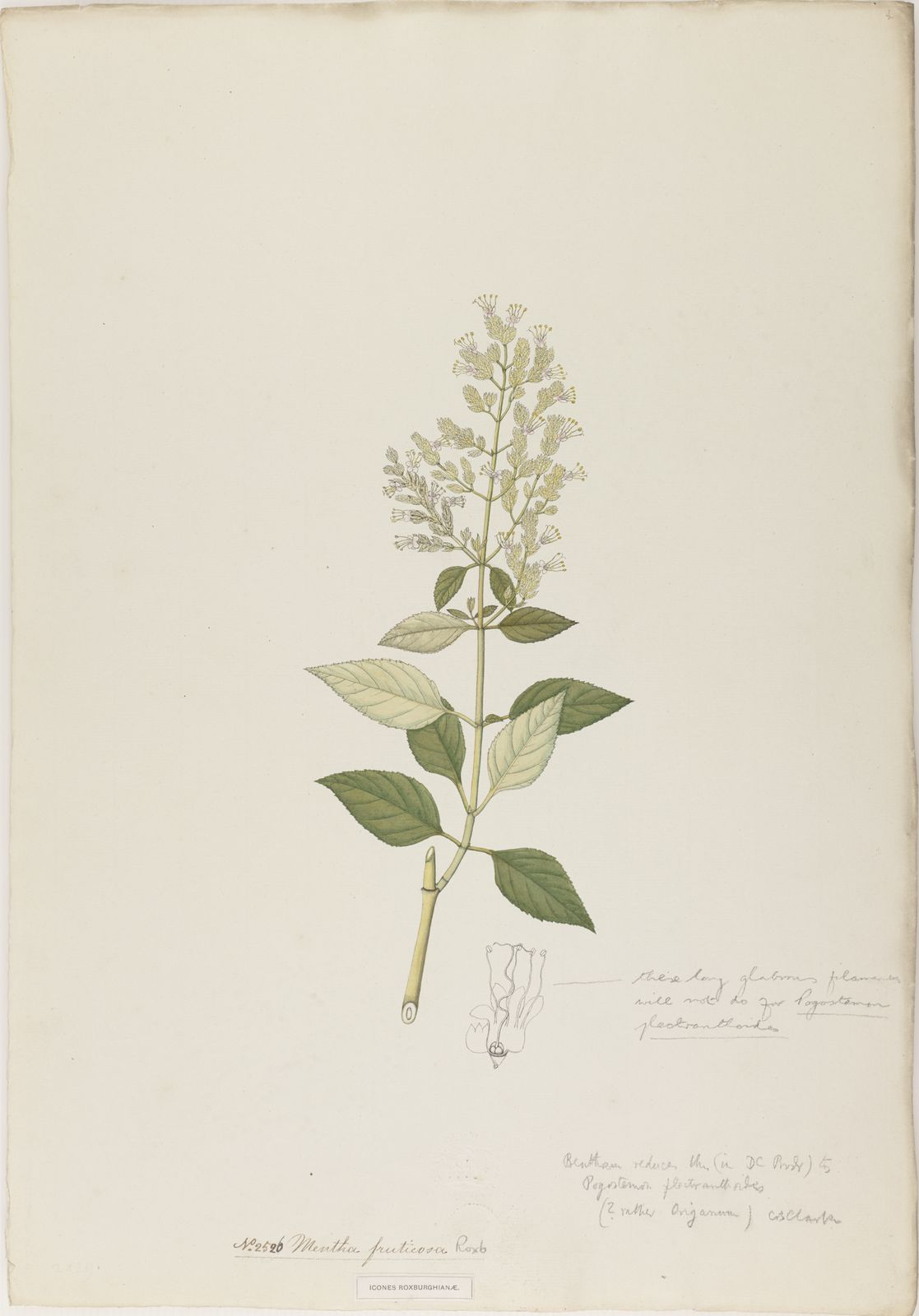 Pogostemon plectranthoides Desf. | Plants of the World Online | Kew Science