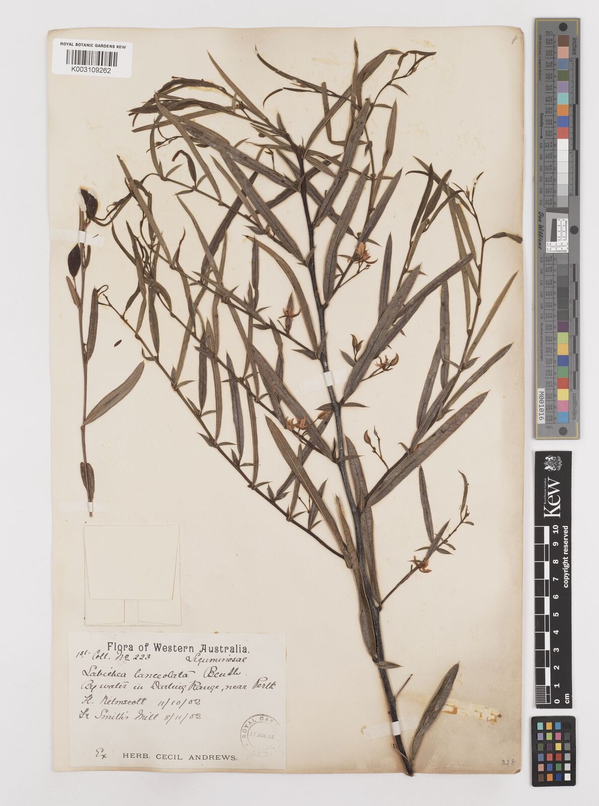 Labichea lanceolata Benth. | Plants of the World Online | Kew Science