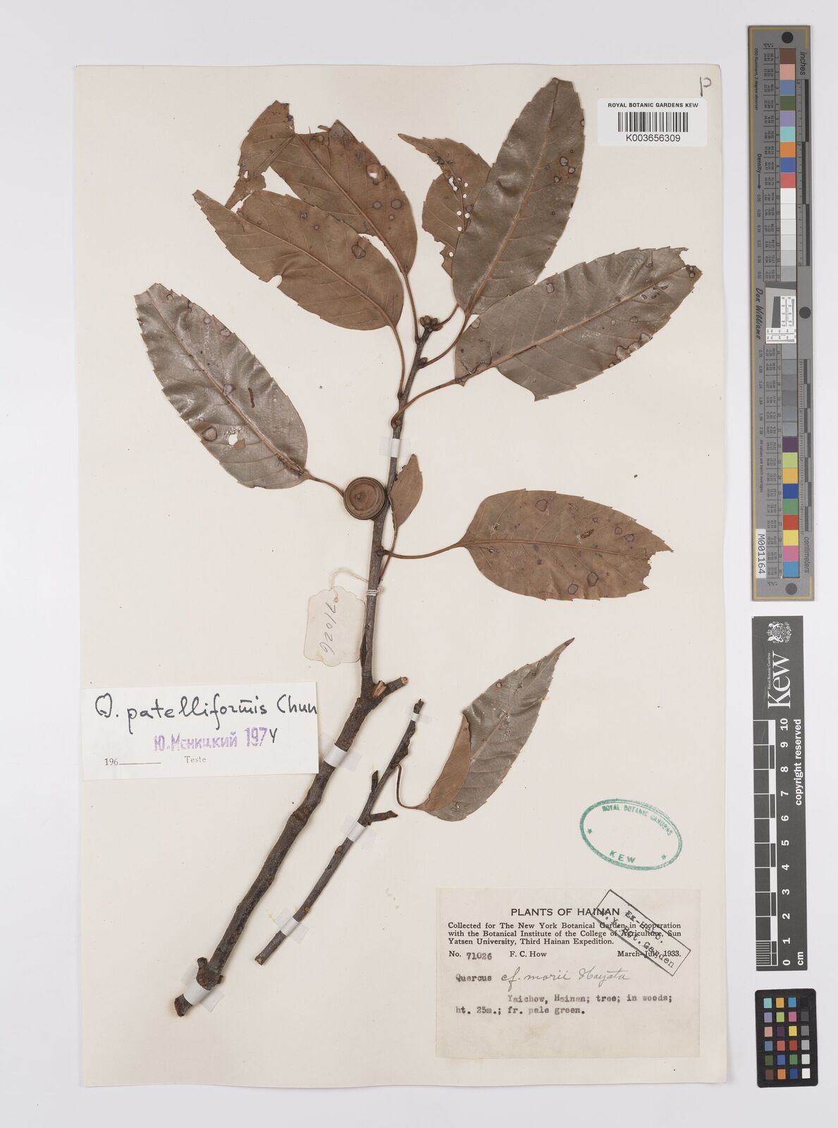 Quercus asymmetrica Hickel & A.Camus | Plants of the World Online | Kew ...