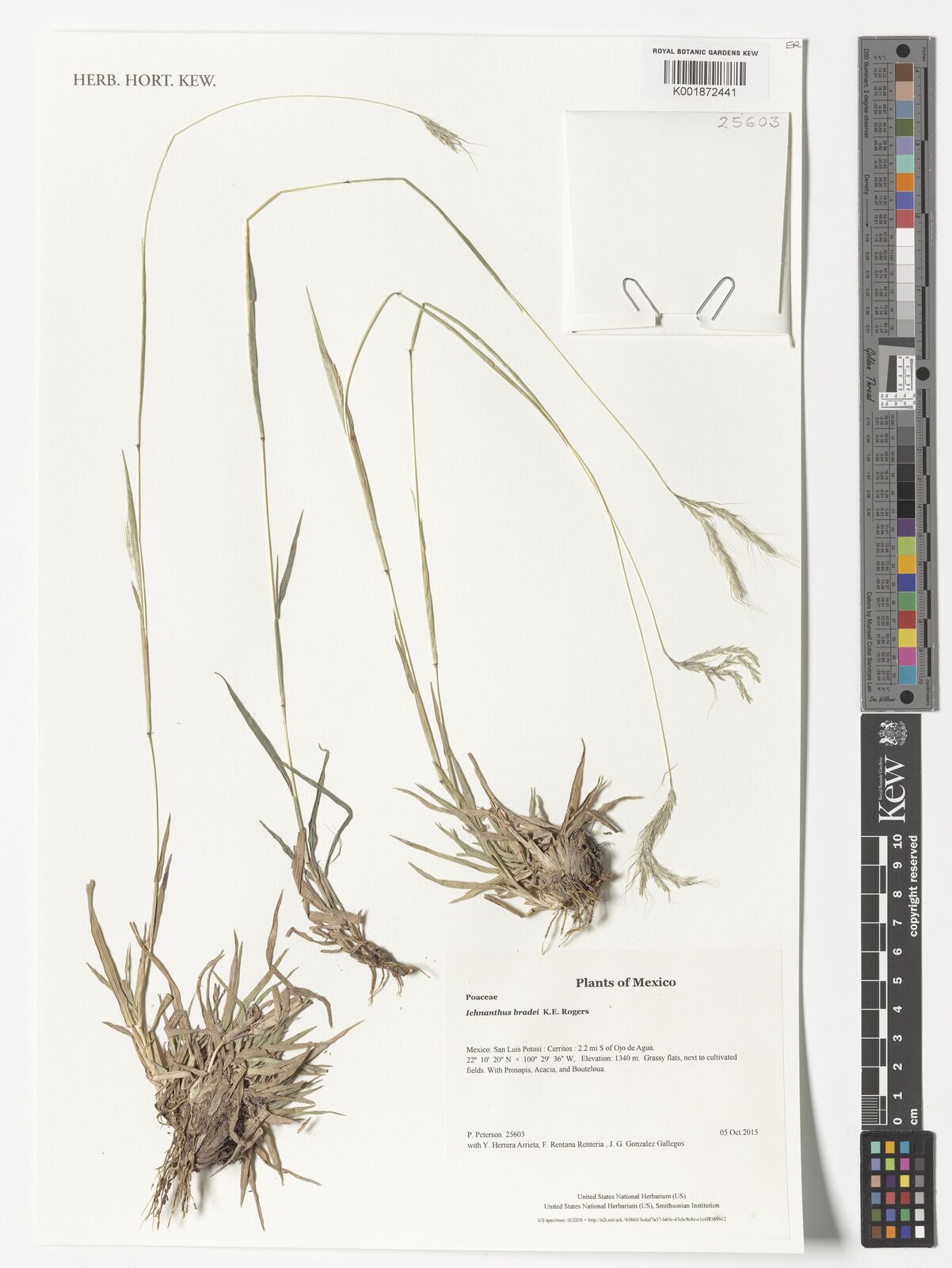 Ichnanthus pallens var. major (Nees) Stieber | Plants of the World ...