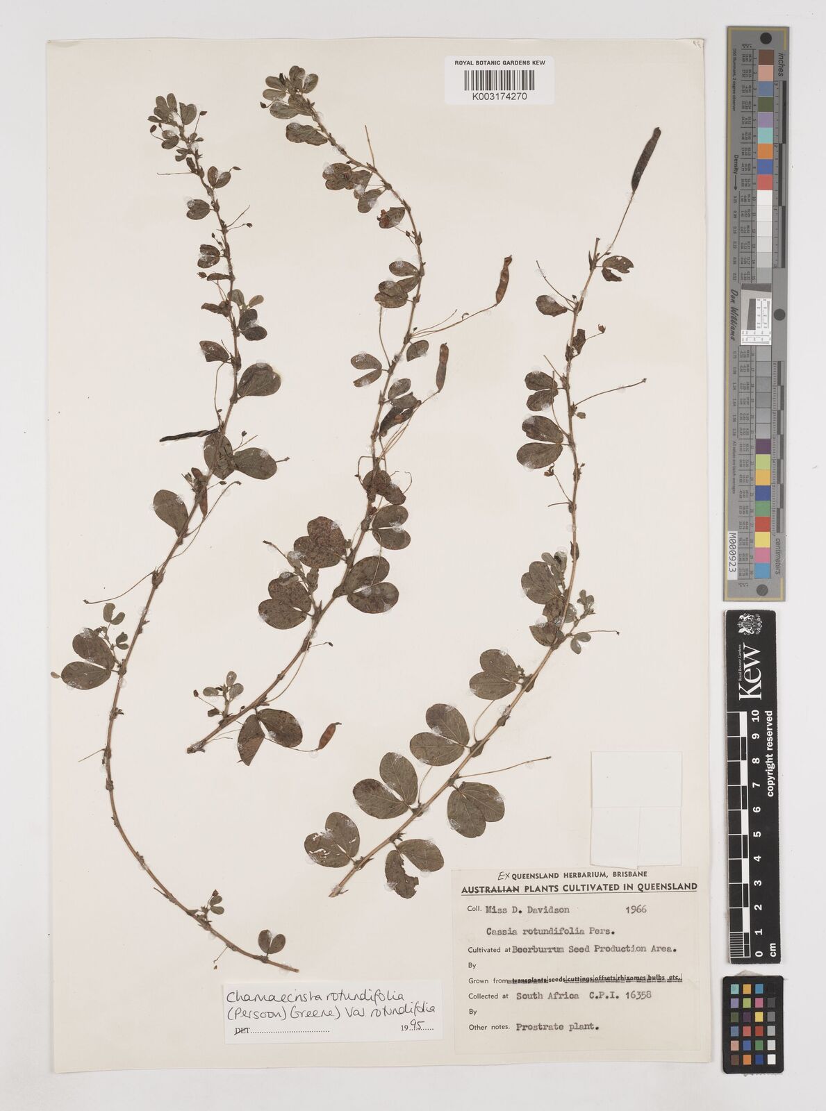 Chamaecrista rotundifolia var. rotundifolia | Plants of the World ...